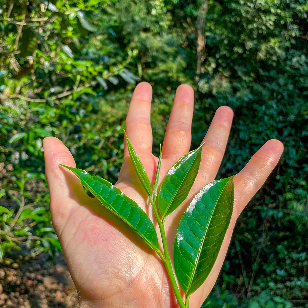 Raw (Sheng) Puer: A Buyers' Guide for This Unique Tea | blog and more ...